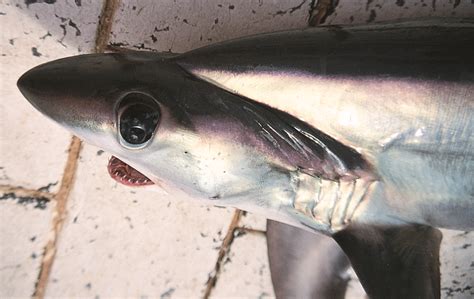 Alopiidae