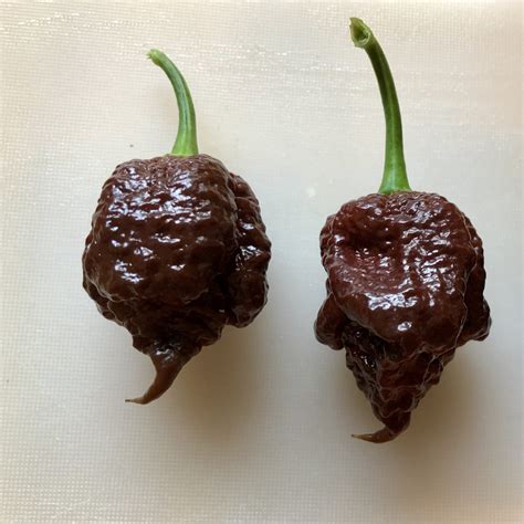 Apocalypse Scorpion Chocolate 7 Pot Apocalypse Chiliplanta Alien Chili