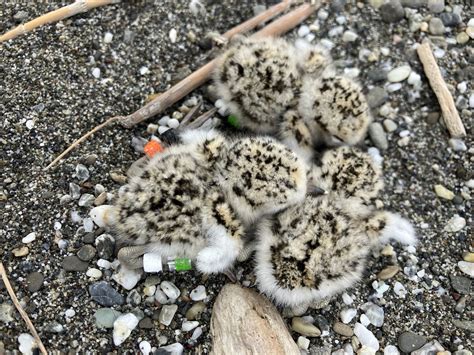 Western Snowy Plover Chicks