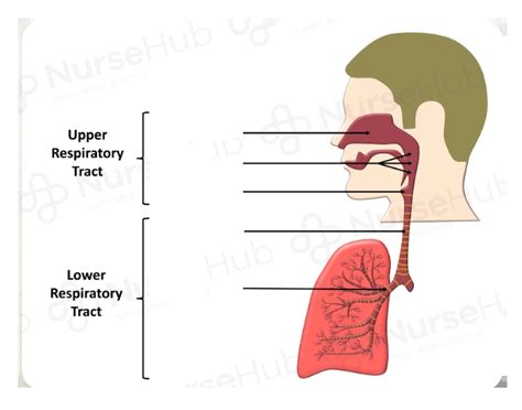 Upper And Lower Respiratory Tract — Printable Worksheet