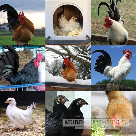 Murray Mcmurray Hatchery Assorted Japanese Bantams