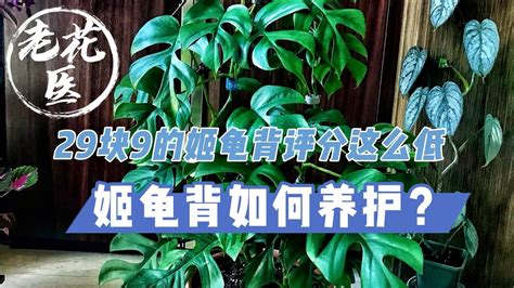 【开箱评测049】29块8的姬龟背评分这么低？姬龟背和龟背竹只是表亲？unboxing Mini Monstera For 298rmb Youtube