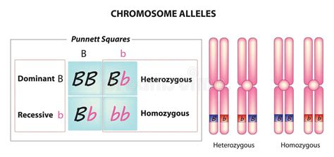 Dominant Recessive Traits Stock Illustrations 11 Dominant Recessive