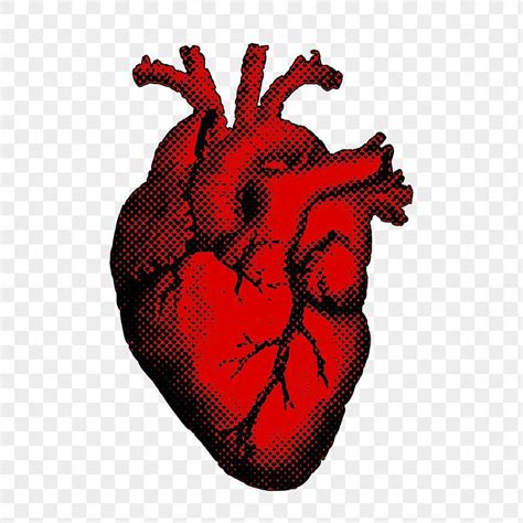 Download Free Png Of Human Heart Png Sticker Realistic Illustration On