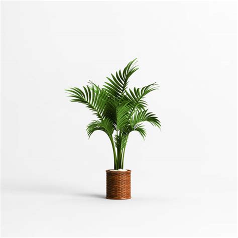 1300개 이상의 아레카 야자나무 일러스트 스톡 사진 그림 및 Royalty Free 이미지 Istock