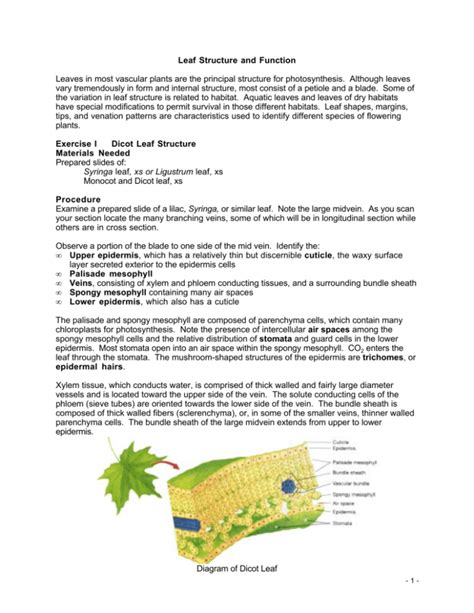 Leaf Internal Structure And Functions Leafandtrees Org
