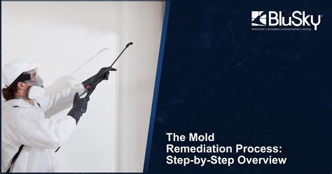 The Mold Remediation Process Step By Step Overview Blusky