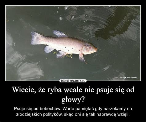 Wiecie że Ryba Wcale Nie Psuje Się Od Głowy Demotywatorypl