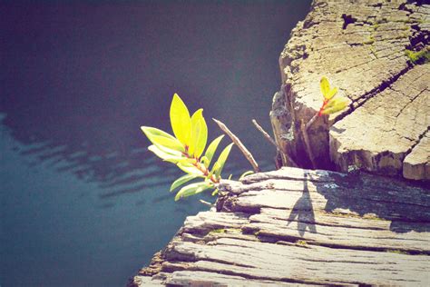Free Images Sea Tree Nature Rock Light Growth Plant Sunlight