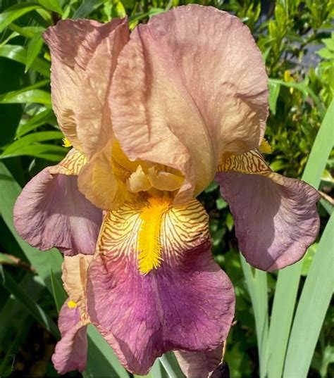 Rameses Chestnut Acres Iris Garden