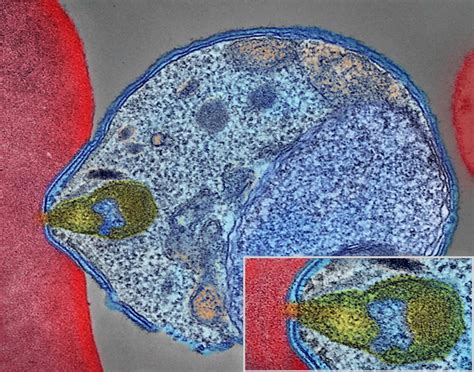 Malaria Parasite Connecting To Human Red Blood Cell Flickr