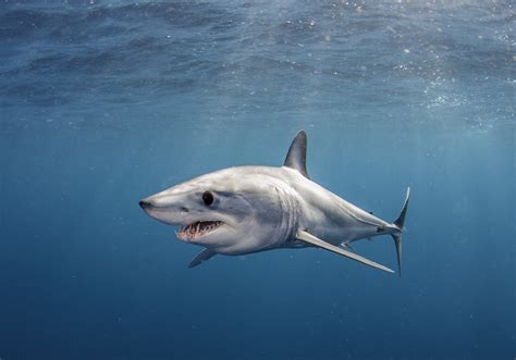 Shortfin Mako Shark The Worlds Ultimate Hunter Updated 2023 Shortfin Mako Shark The Worlds Ultimate Hunter Updated 2023