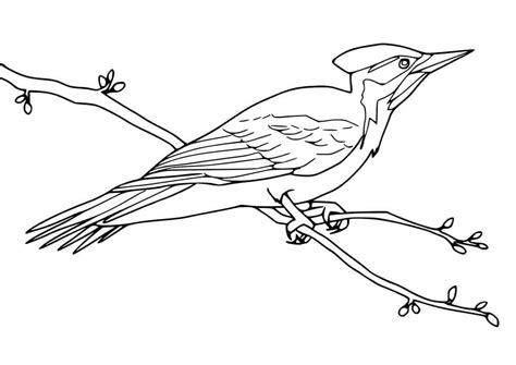 Pájaro Carpintero en una Rama para colorear imprimir e dibujar