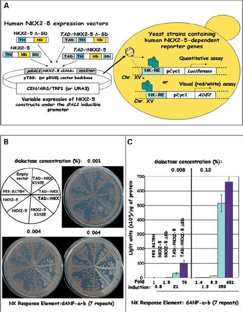 A Diagram Of Nkx2 5 Expression Vectors And Reporter Yeast Strains