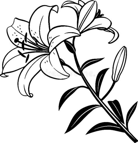 Elegant Giant Oriental Lily Black Stencil Clipart Design Stock