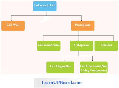 Neet Biology Notes Cell The Unit Of Life Learn Up Board