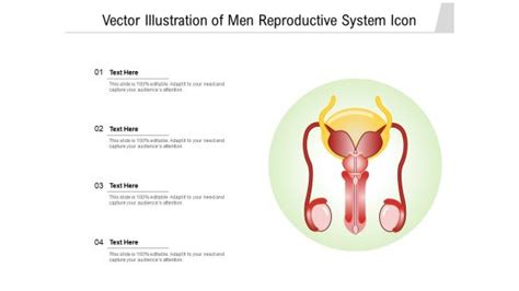 Men Reproductive System Anatomy With Organs Names Powerpoint Templates