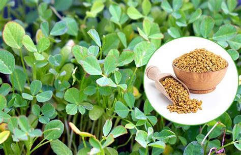 Кои храни помагат за образуването на кърма Arsmedica Bg Plants