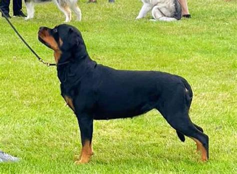 rottweiler puppies england viktorem rottweilers