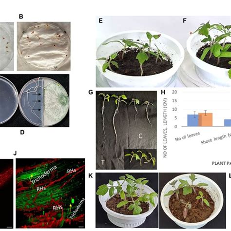 Trichoderma Asperellum Colonizes A Tomato Plants Root System And