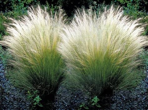 Stipa Tenuissima Mexican Feather Grass