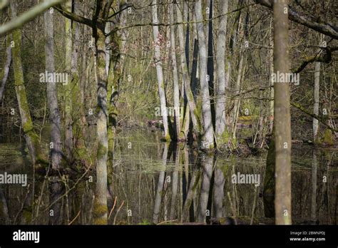 Flooding In The Forest After Too Much Rain Trees Are Standing In Water Selected Focus Stock