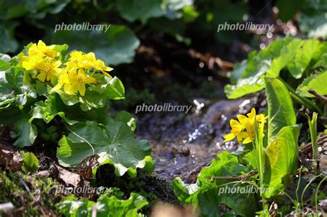 エゾノリュウキンカ 写真素材 4289987 フォトライブラリー photolibrary