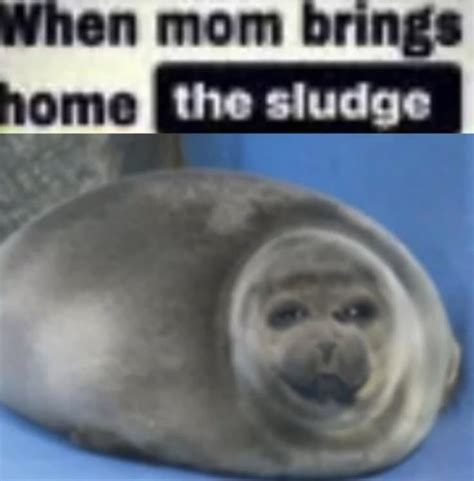 Silly Seal With Mouth Open Seals Memes Seal Memes