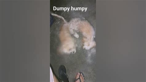 Dumpy Humpy Youtube