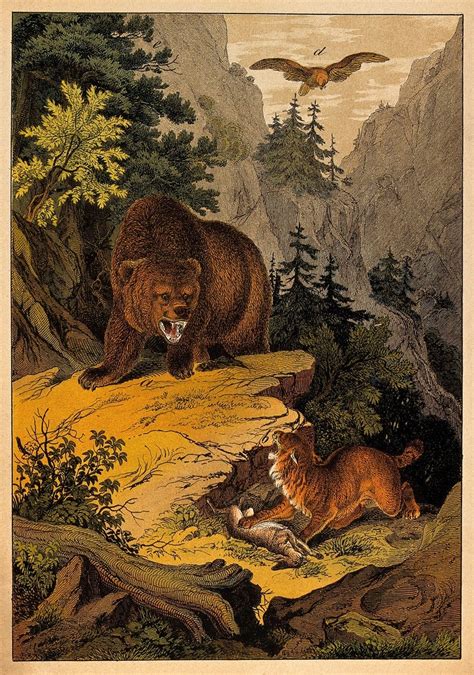 Man Vs Bear The Great Debate On Safety Fusion Chat
