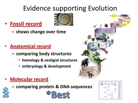 Molecular Biology Evolution Evidence