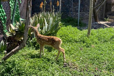 ¡se Salió Del Cuento Captan A Venadito Deambulando Por Calles De Tulancingo Perros Lo