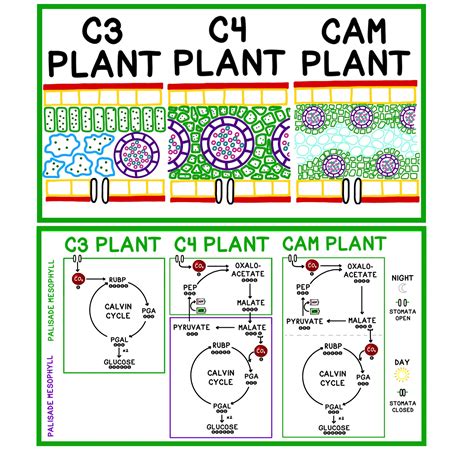 C3 C4 Cam Photosynthesis