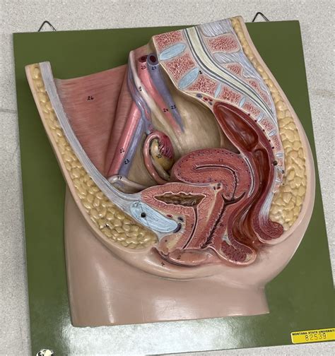 Female Reproductive Diagram Quizlet