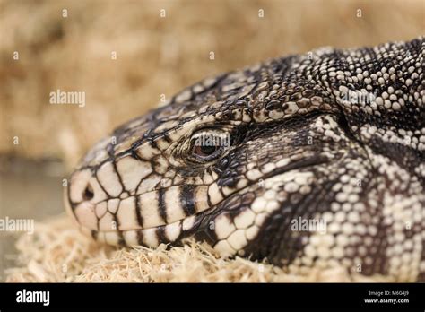 Big Adult Tegu Close Up Portrait Black And White Tegu Also Called