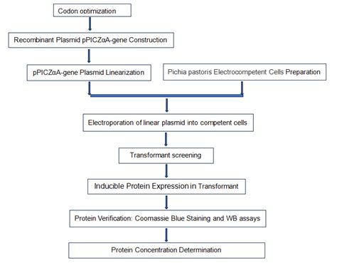 Yeast Secreted Protein Expression Vector Kit Pronet Biotech Biomolde
