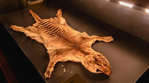Thylacine Exhibit Remains From Last Tasmanian Tiger Found In Museum