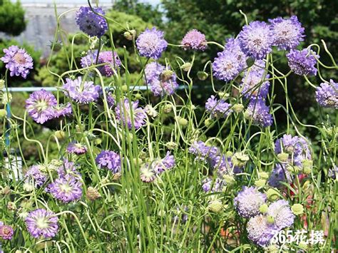 スカビオサ園芸植物小百科育て方花の写真