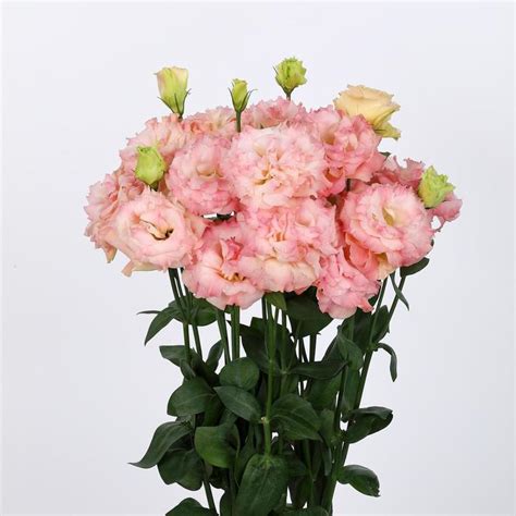 Eustoma Grandiflorum Voyage 2 Champagne Lisianthus Garden Center