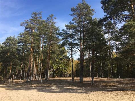 Суспільне Рівне Десяток цікавих фактів про соловїну Присвячується Міжнародному дню рідної