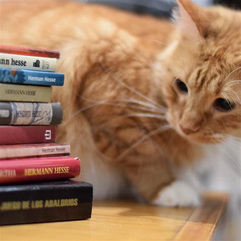 Romes Libraries Readers Comments Analysis With Deep Learning By