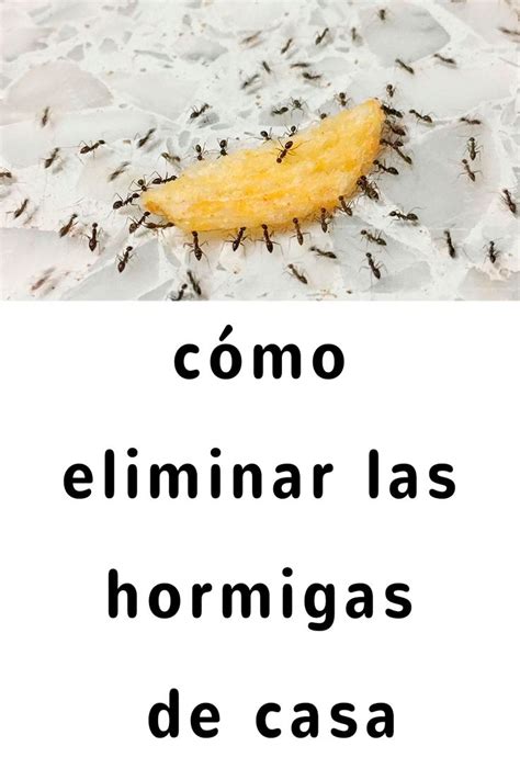 cómo eliminar las hormigas de casa Casadebricolaje Deshacerse de las hormigas Las hormigas