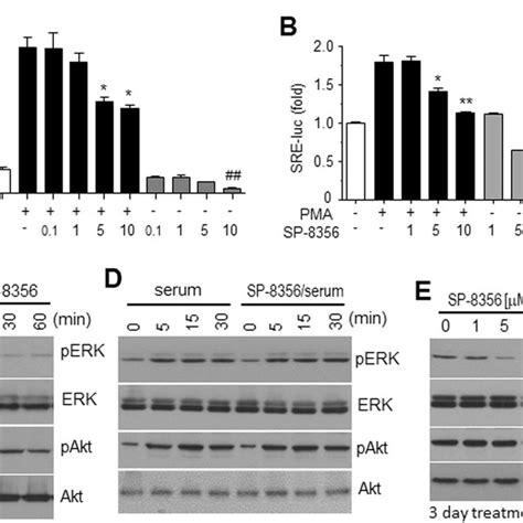 Sp 8356 Inhibits Migration And Invasion Of Breast Cancer Cells A