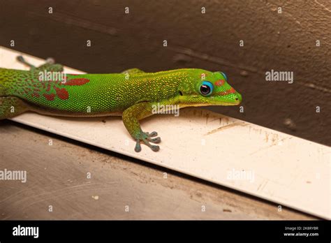 Bright Green Gold Dust Day Gecko Seen In Wilderness Rainforest Of