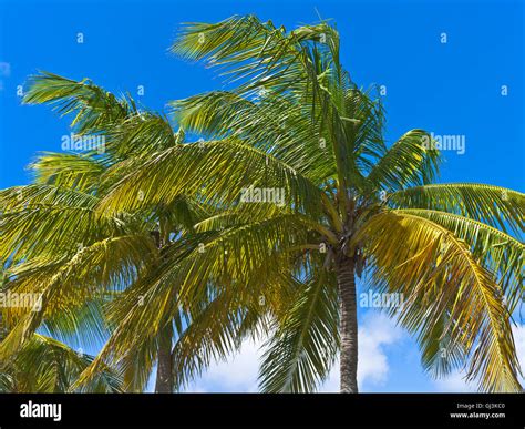 Green Leaves Blowing In Wind