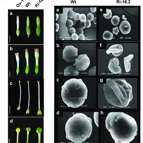 Morphological Differences Between Wild Type And Transgenic Plants A