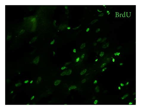 Tongxinluo Enhances Neun Positive Cells In The Infarcted Area A