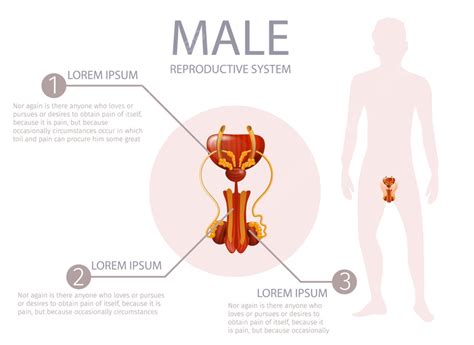 Male Reproductive System Abstract Anatomical Banner Template Download