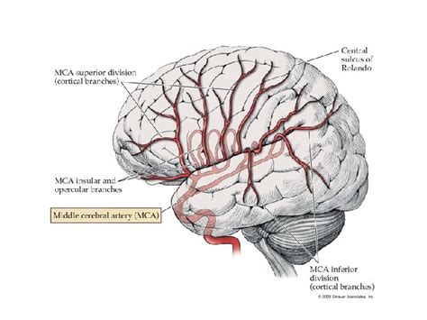 Brain Vascularization Arterial Blood Supply Of The Brain