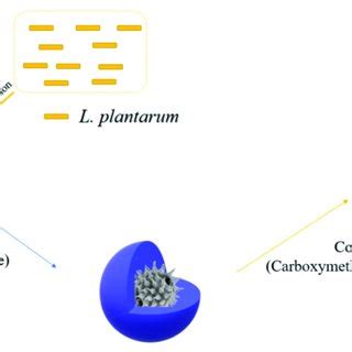 Schematic Diagram Of A New Core Shell Structure Download Scientific Diagram